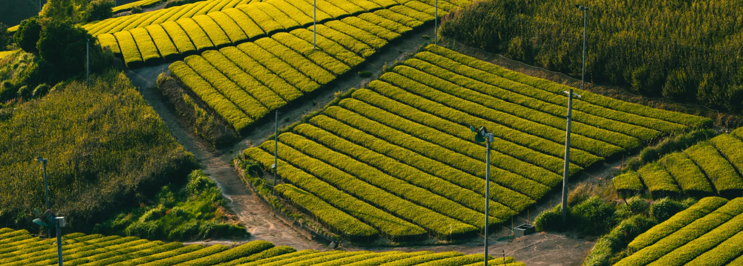 JAPANESE TEA – tagged "KIMIKURA" – TAKUMI 匠 JAPAN